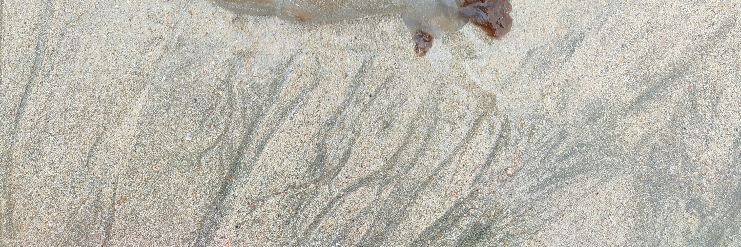 90 Minutes Beach and Tide Pool Walk in Desaru Walking Tour - Klook