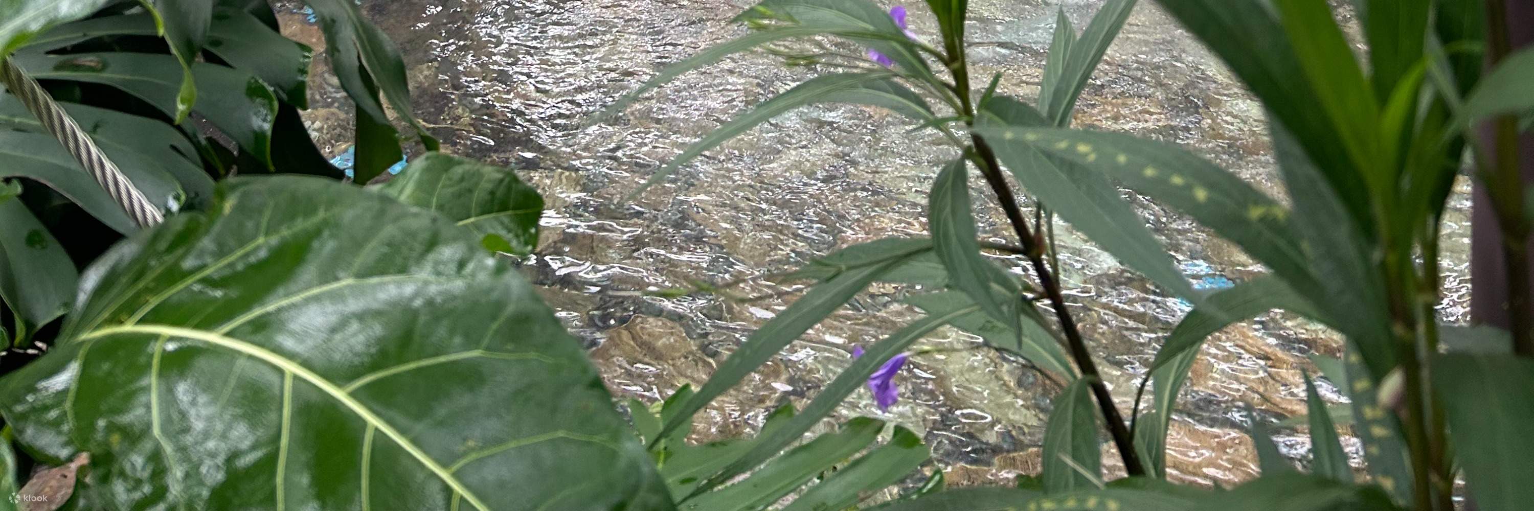 Yilan: Jiaoxi Hot Spring Park Forest Bath Ticket / Kimono Yukata ...