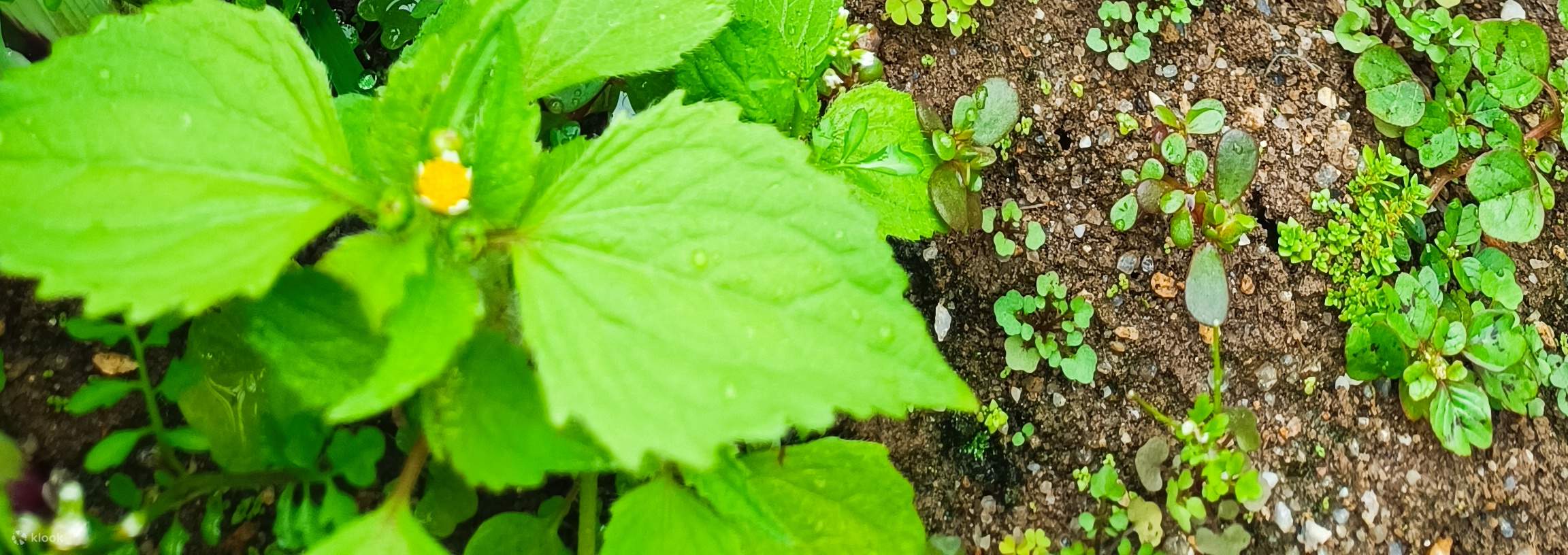 Jim's Vegetable Farm Ticket in Cameron Highlands - Klook United Kingdom