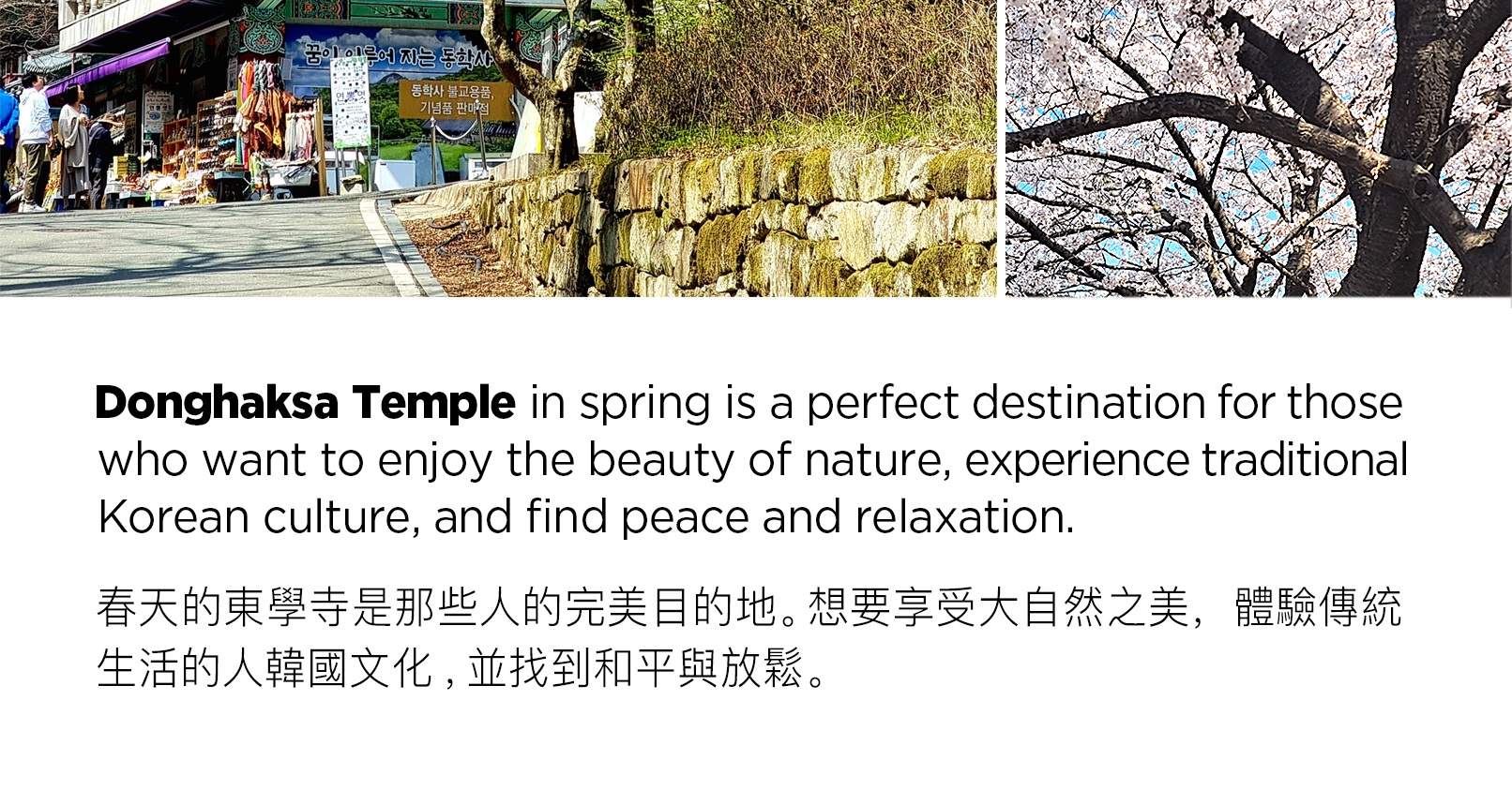 Korea Cherry Blossom Tour from Seoul - Klook