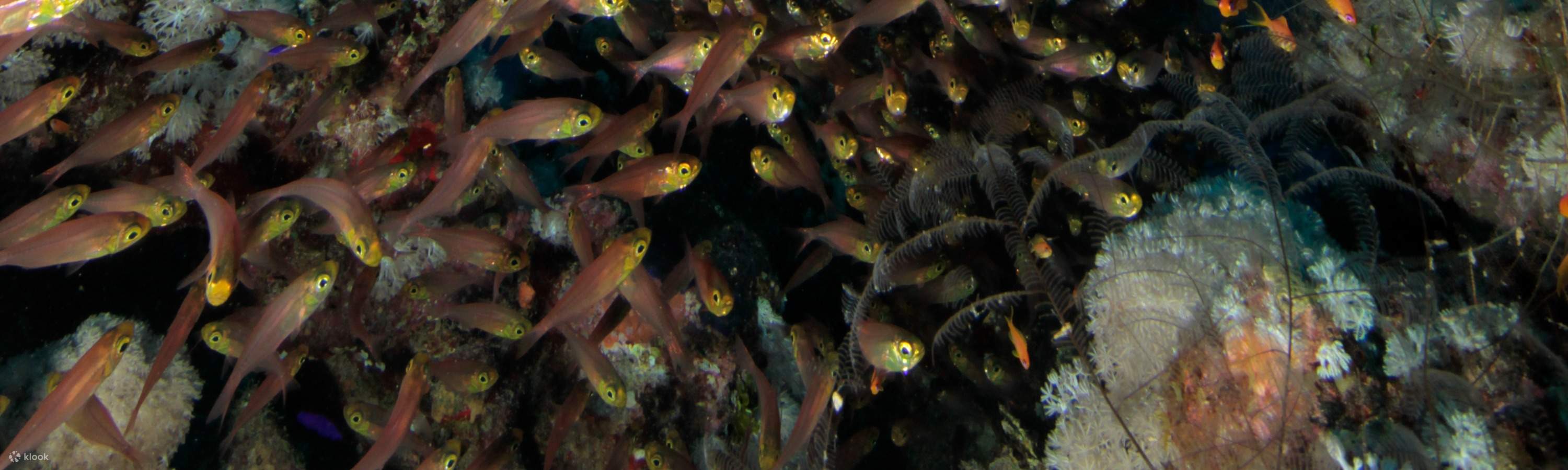 Discover the Magic: 5 Unforgettable Fun Dives in Perhentian with PADI 5 ...