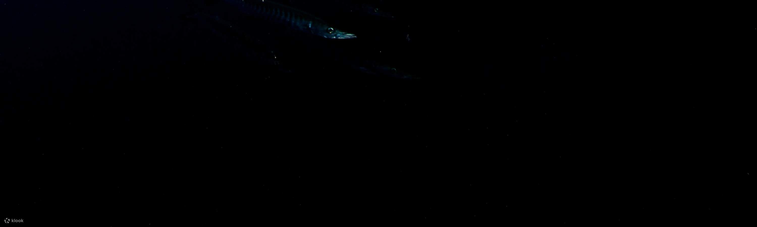 Unleash Adventure: Fun Dive Package in Puerto Galera with a PADI 5 Star ...