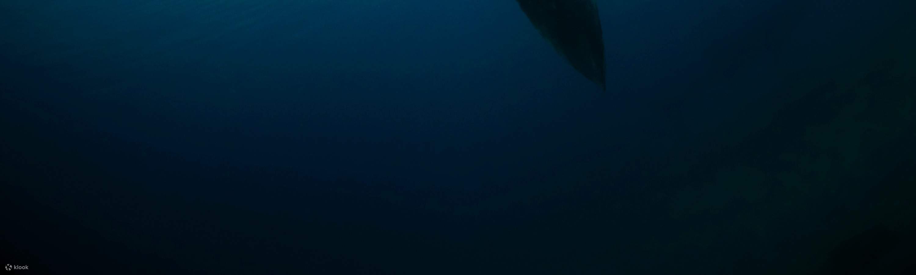 Encuentro con tiburones ballena, banco de arena de Sumilon y barranquismo en Kawasan Falls ...