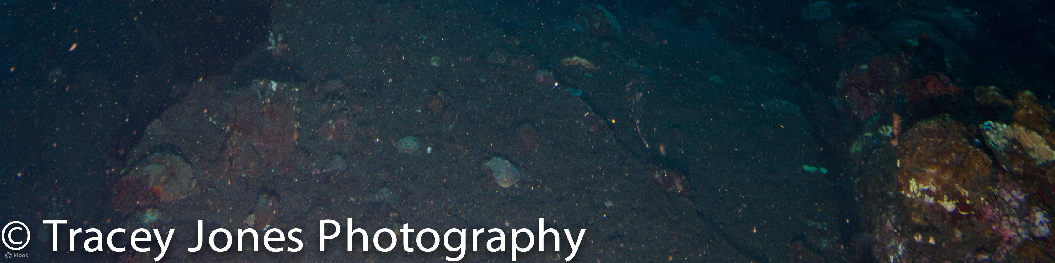 Penyelam Perairan Terbuka PADI di Bali | Resor Selam Bintang 5 PADI - Klook Indonesia