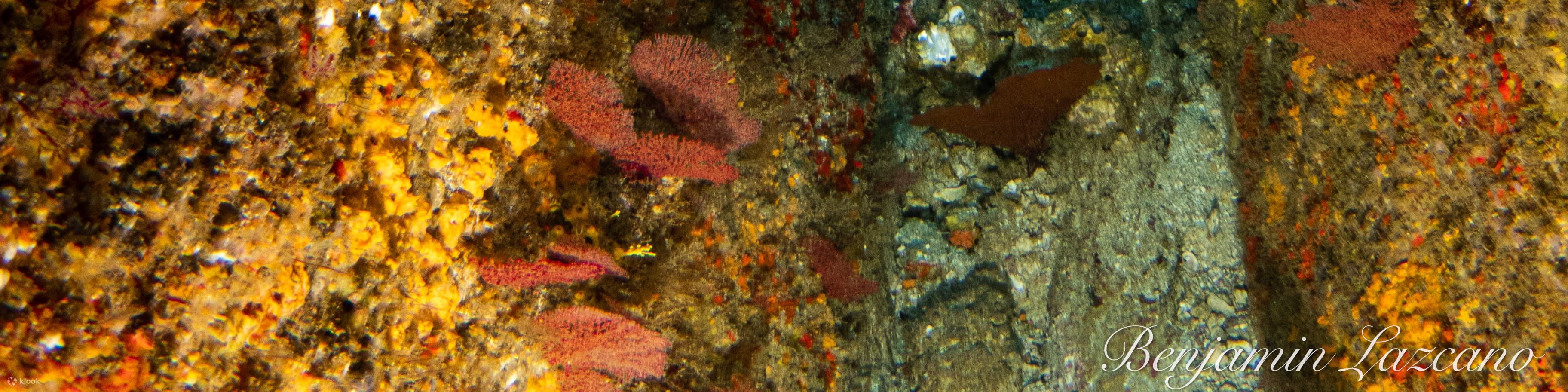 Macro Lover Dive Package in Baja California Sur with PADI 5 Star Dive Center - Klook