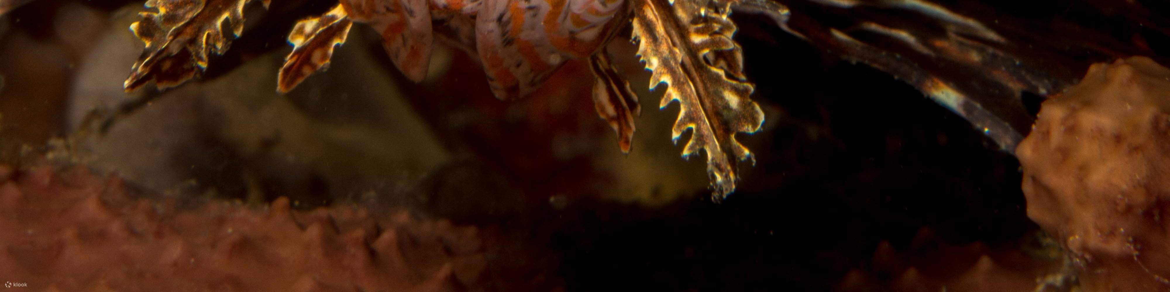 Discover the Mysteries of the Deep: Night Dive in Sipalay with Our PADI ...