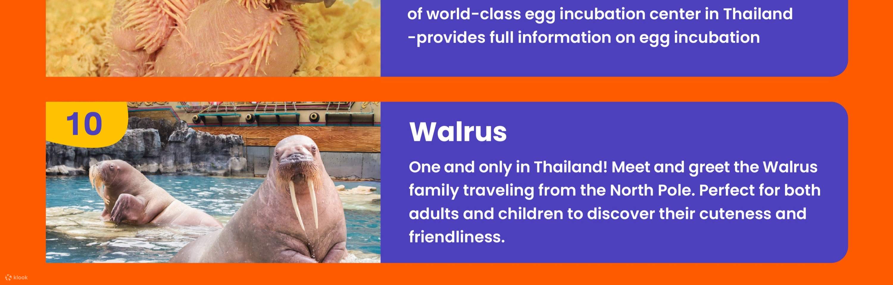 Buy Bangkok Safari World Tickets Online and Meet Exotic Animals - Klook