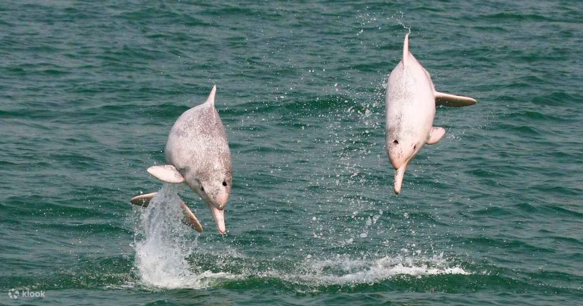 Pink Dolphin Sighting Tour - Klook