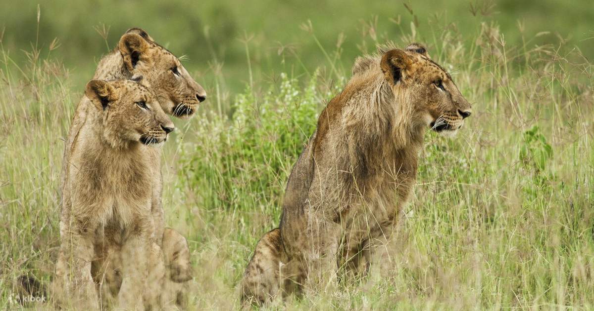 Tour Nửa ngày Riêng ở Nairobi National Park & Hạt và da KOBE TOUGH ...