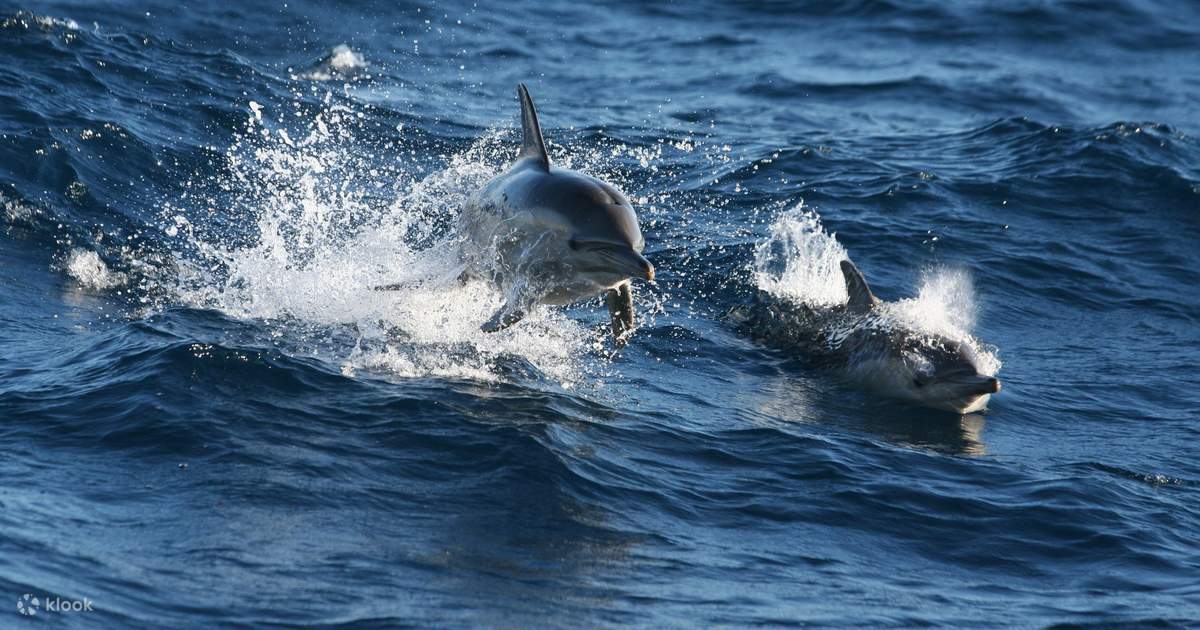 Port Stephens Dolphin Watching Day Tour - Klook Singapore