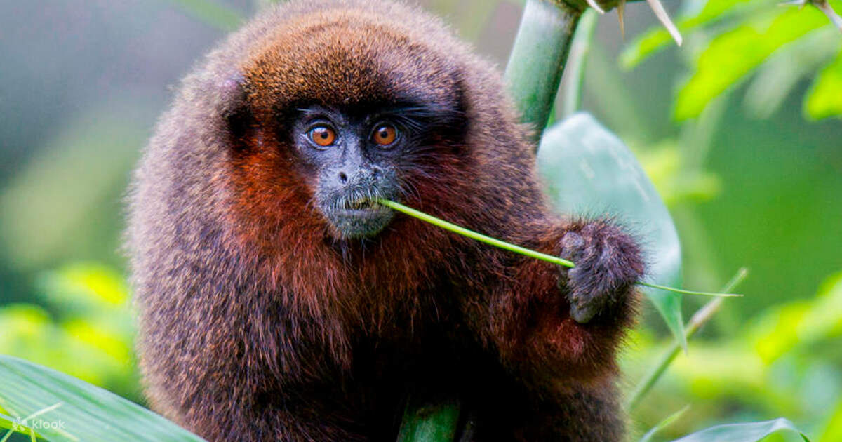 Jelajahi Keajaiban Cusco, Manu, dan Amazon dengan 6-Day Tours Kami ...