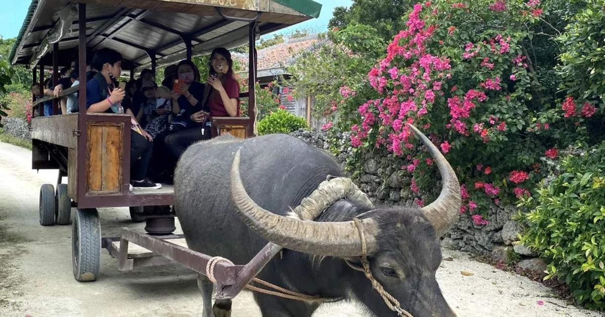 Okinawa Ishigaki Island Taketomi Island Water Buffalo Cart Sightseeing ...
