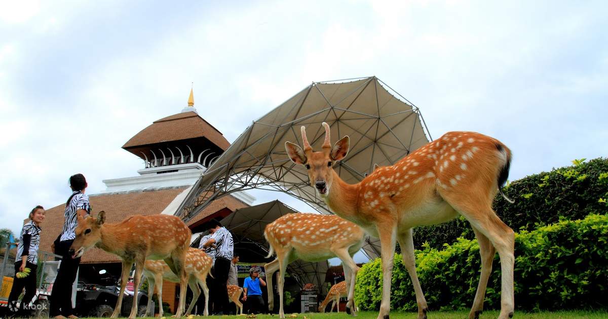 Buffalo Island Resort and Jungle Adventure Park Afternoon tea - Klook ...