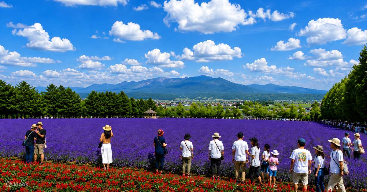 Sapporo Full-Day Asahiyama Zoo & Farm Tomita Tour with Scenic Views ...