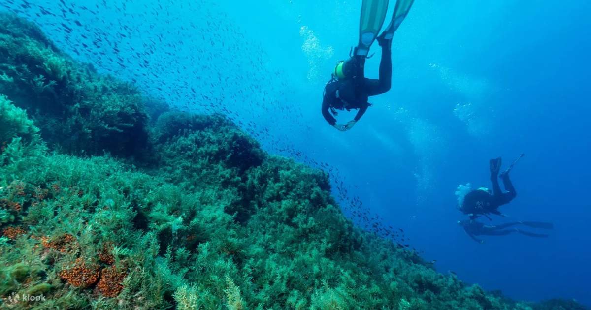 Brazil: Diving Experience for Beginners in Noronha - Klook
