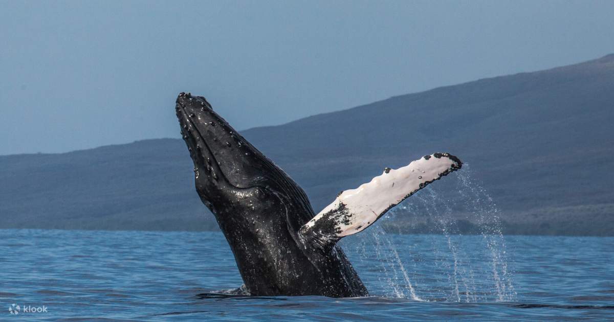 Maui PacWhale Eco-Adventures Half-Day Small Group Snorkeling & Sunset ...