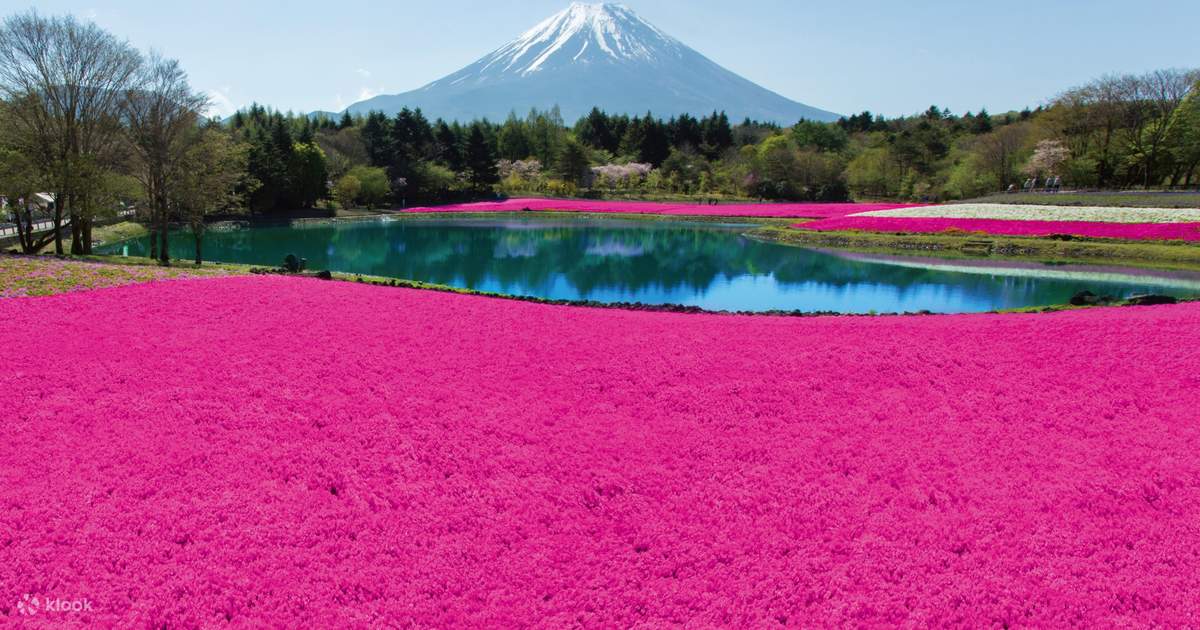 Motosuko Lake Moss Phlox Season & Lake Yamanaka Lakeside Walk & Oshino ...