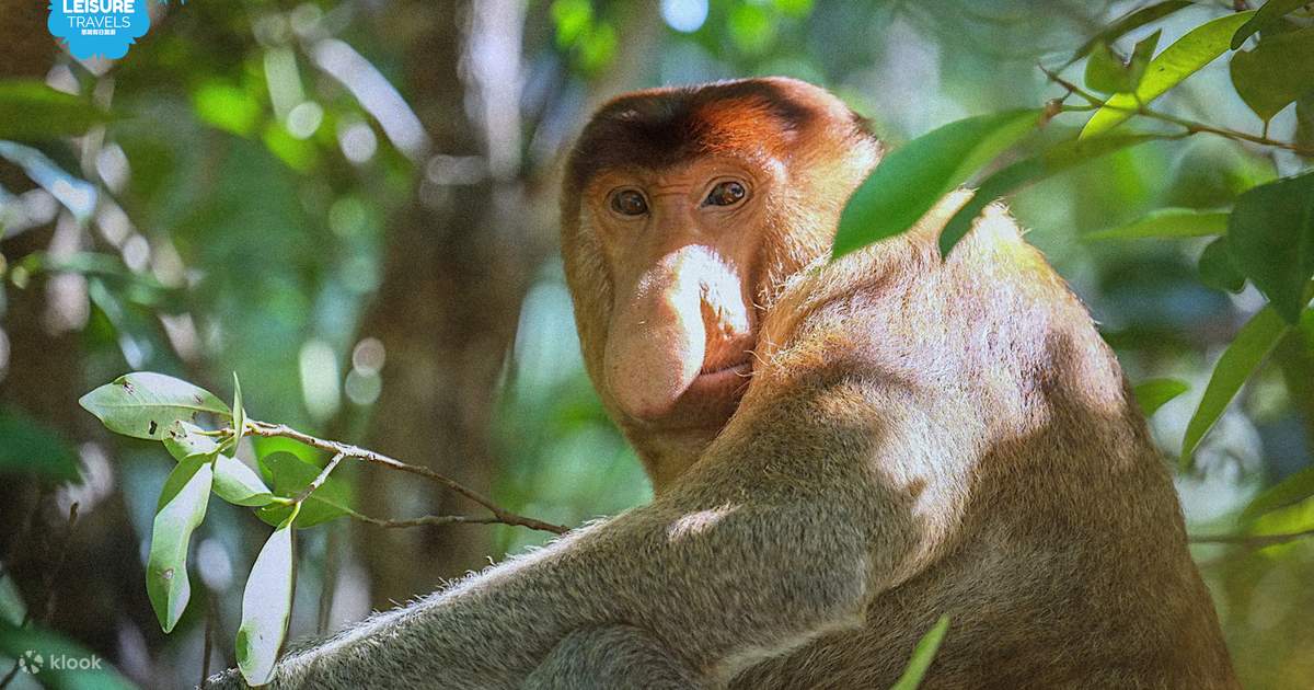 Explore la naturaleza salvaje de Borneo con la excursión de un día al ...