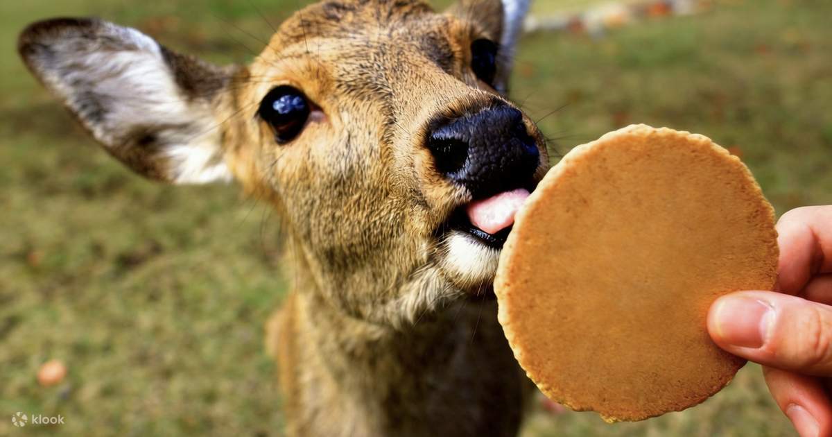 Nara Deer Park & Japanese Craft Workshop Experience - Klook Australia