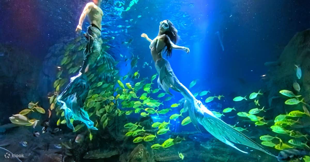 Chongqing Haichang Ocean Park Ticket - Klook