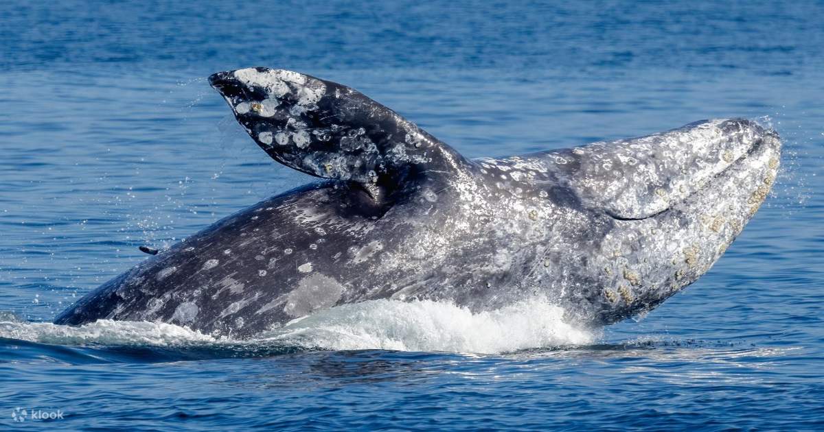 Excursion d'observation des baleines et de la faune sauvage au départ ...