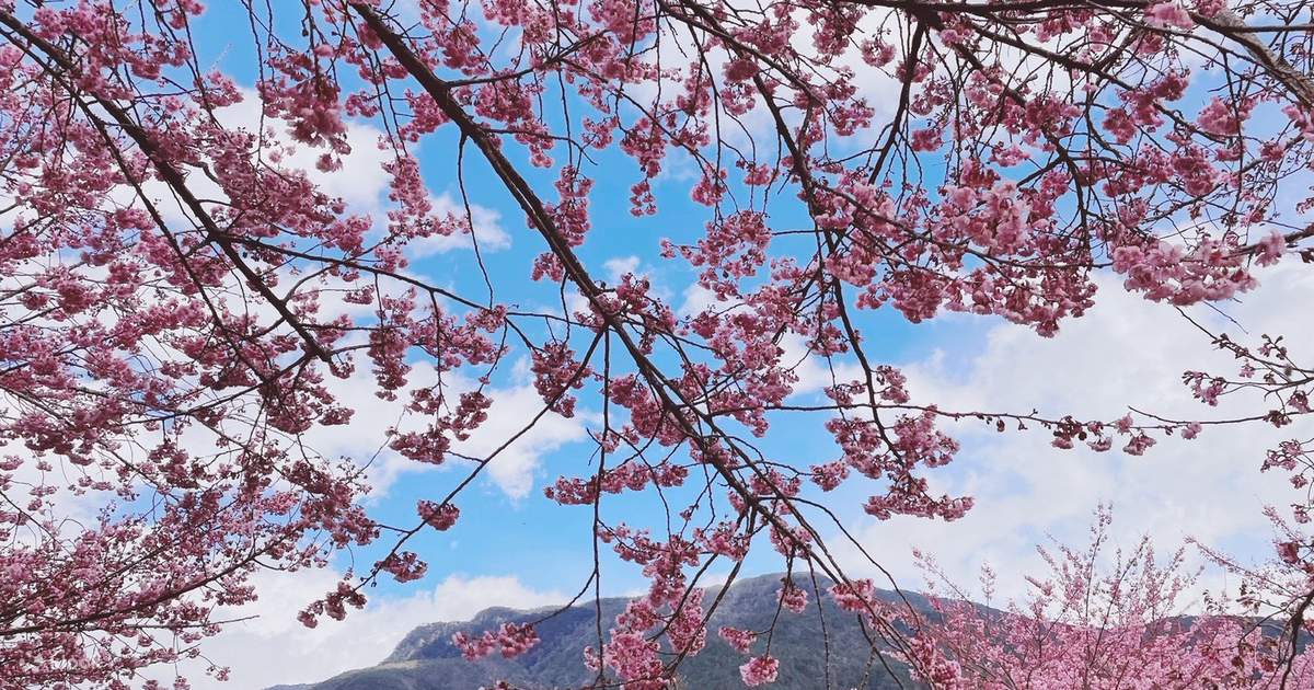 2026 Wuling Farm Cherry Blossom Season Day Tour (Departure from Taipei ...