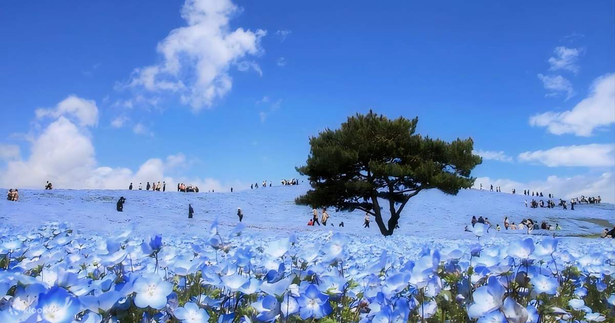 Tokyo Hitachi Seaside & Ashikaga Flower Park with Nemophila & Wisteria ...