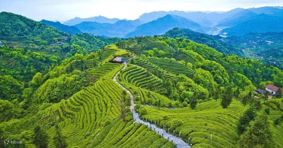 Meizhou Private Guided Day Tour: Yannanfei Tea Plantation, Lingguang ...