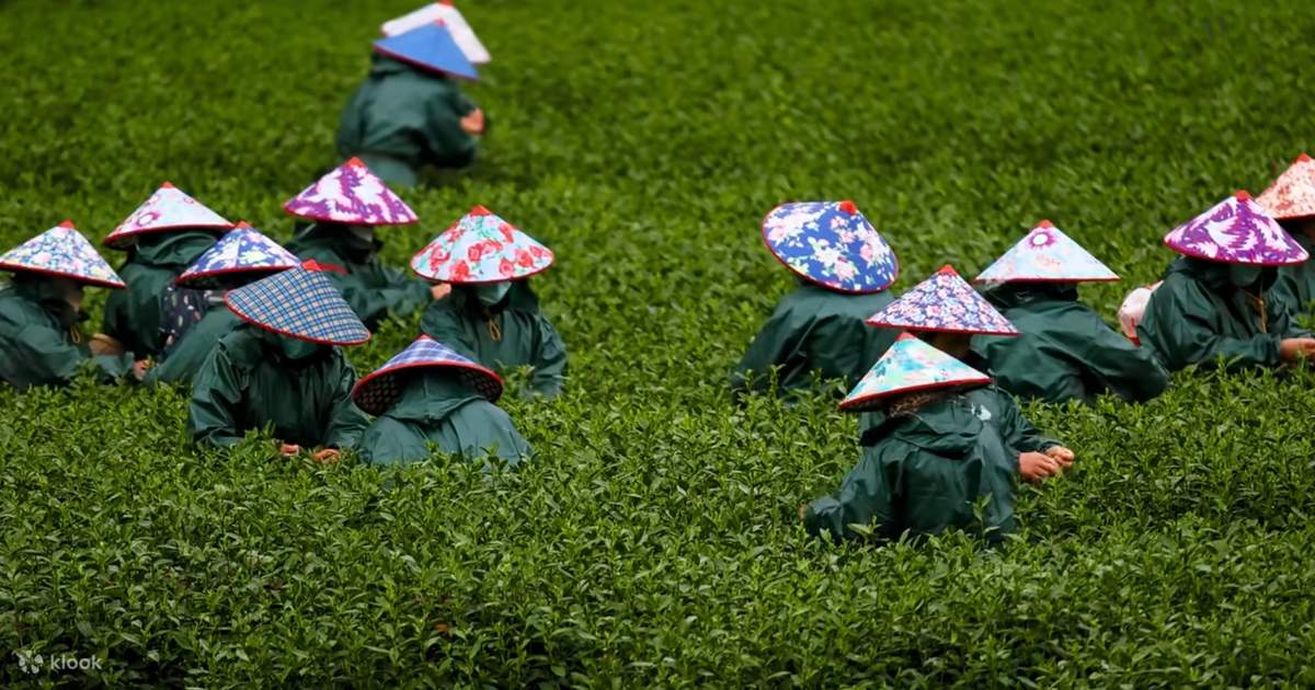 Hangzhou Longjing Tea Plantation Half-Day Interactive Tour - Klook