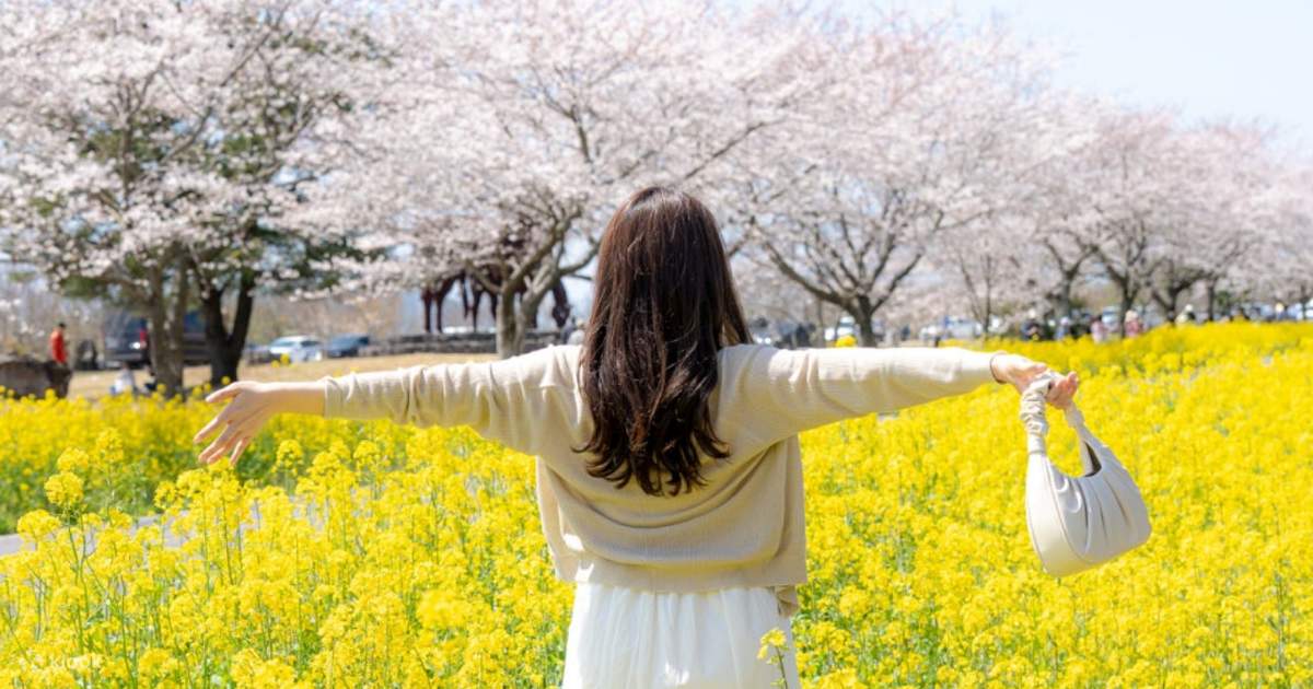 Jeju Spring Blossom Tour | Instagrammable Photo Spots - Klook Canada