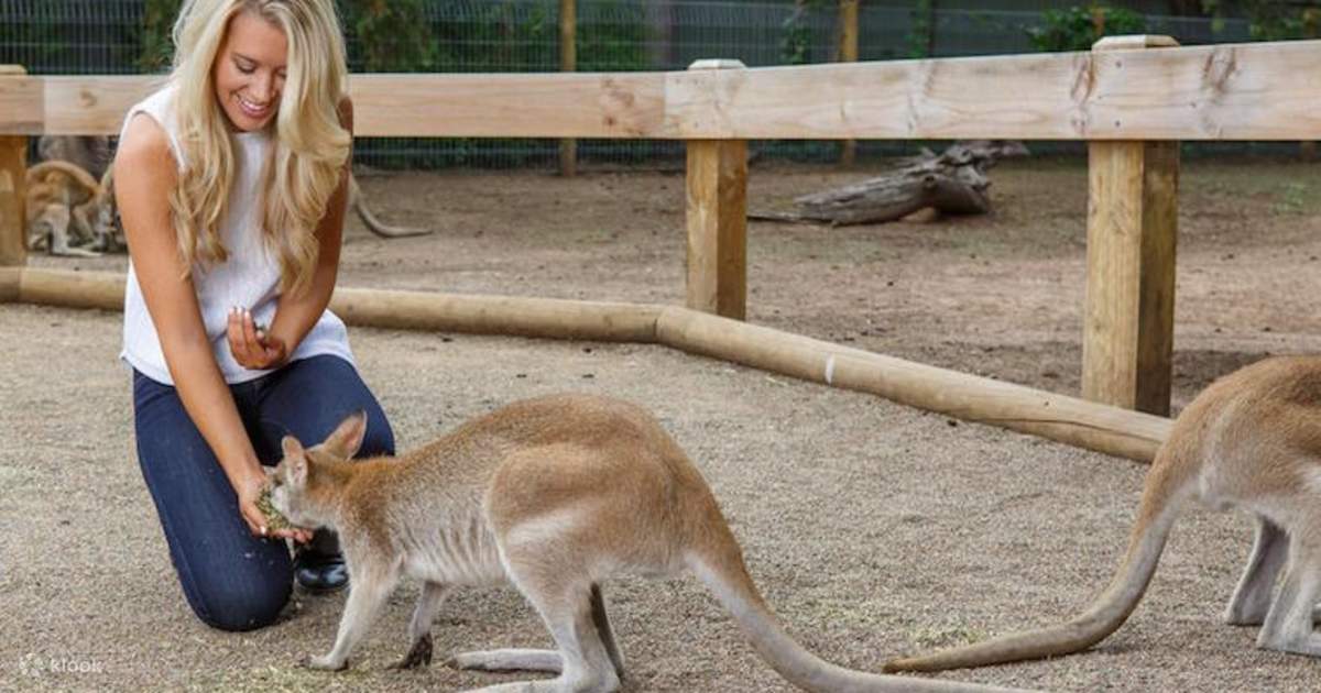 Small Group Blue Mountain Tour with kangaroo feeding - Klook Estados Unidos
