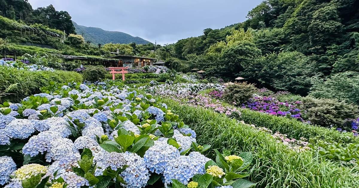 Taipei｜Caojia Flower Field｜Lily Day Experience｜Tickets - Klook