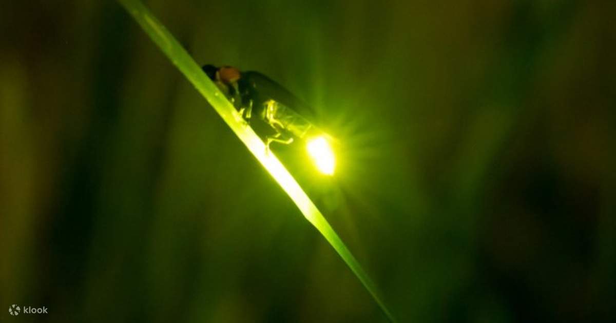 Fireflies Garden dengan Ubud Highlight & Kintamani Cafe Tour - Klook ...