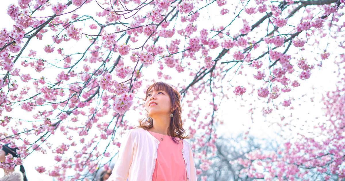 Cherry Blossom Day Tour from Seoul: Nami Island, Rail Bike & Alpaca ...