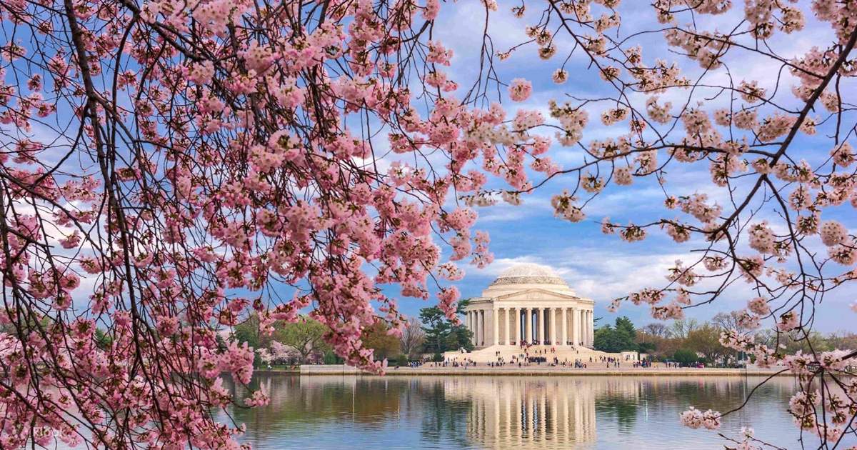 Washington D.C. Cultural Landmarks and Cherry Blossom Tour - Klook ...