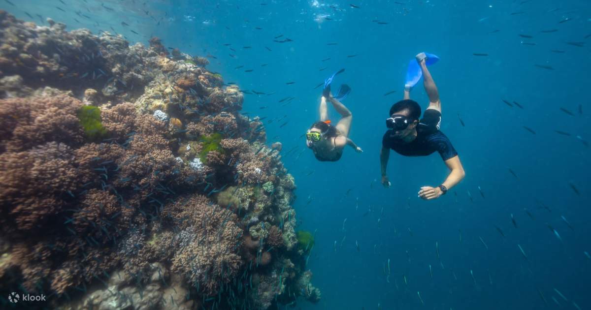 Great Barrier Reef Full-Day Snorkeling Tour From Shute Harbour - Klook ...