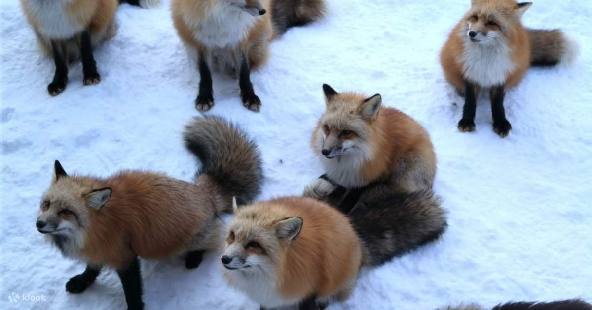 Snowy Zao Fox Village & Zao Onsen Day Tour from Sendai - Klook Philippines
