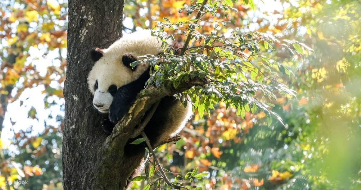 Bifengxia Scenic Area - Klook Philippines