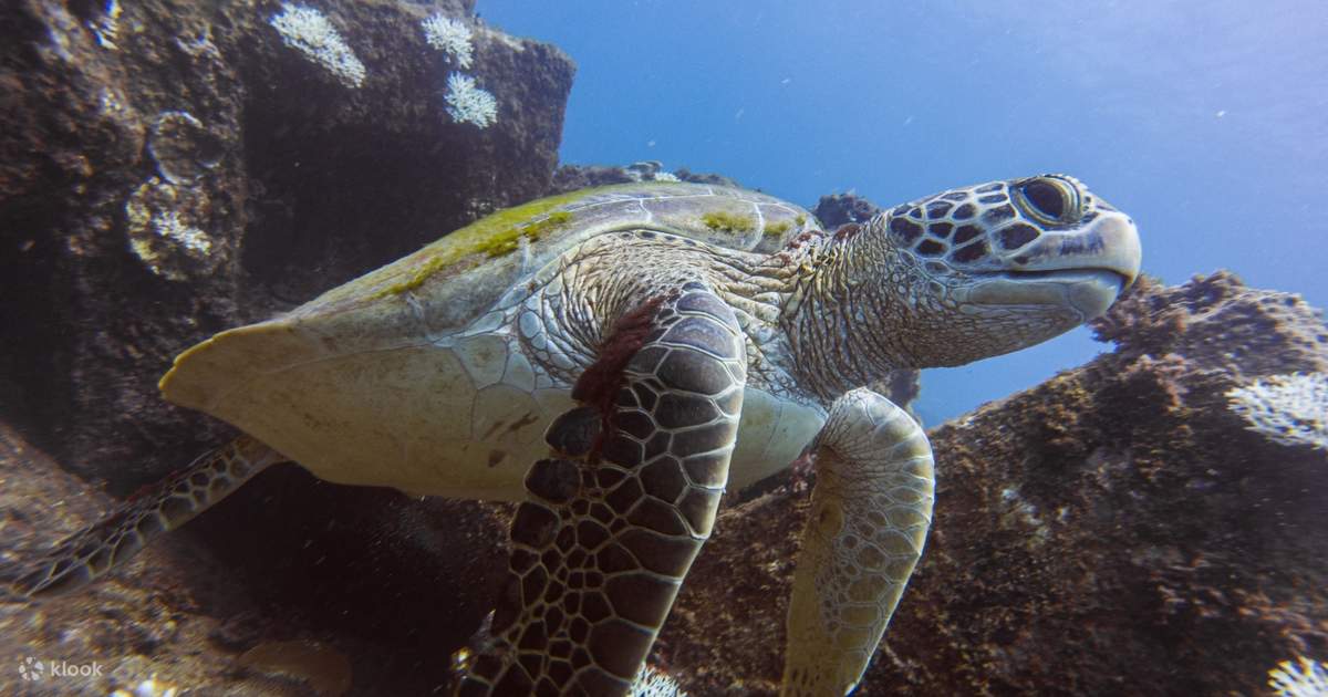 Pingtung: Kenting Fang Dai Diving Club - PADI OW Certification ...