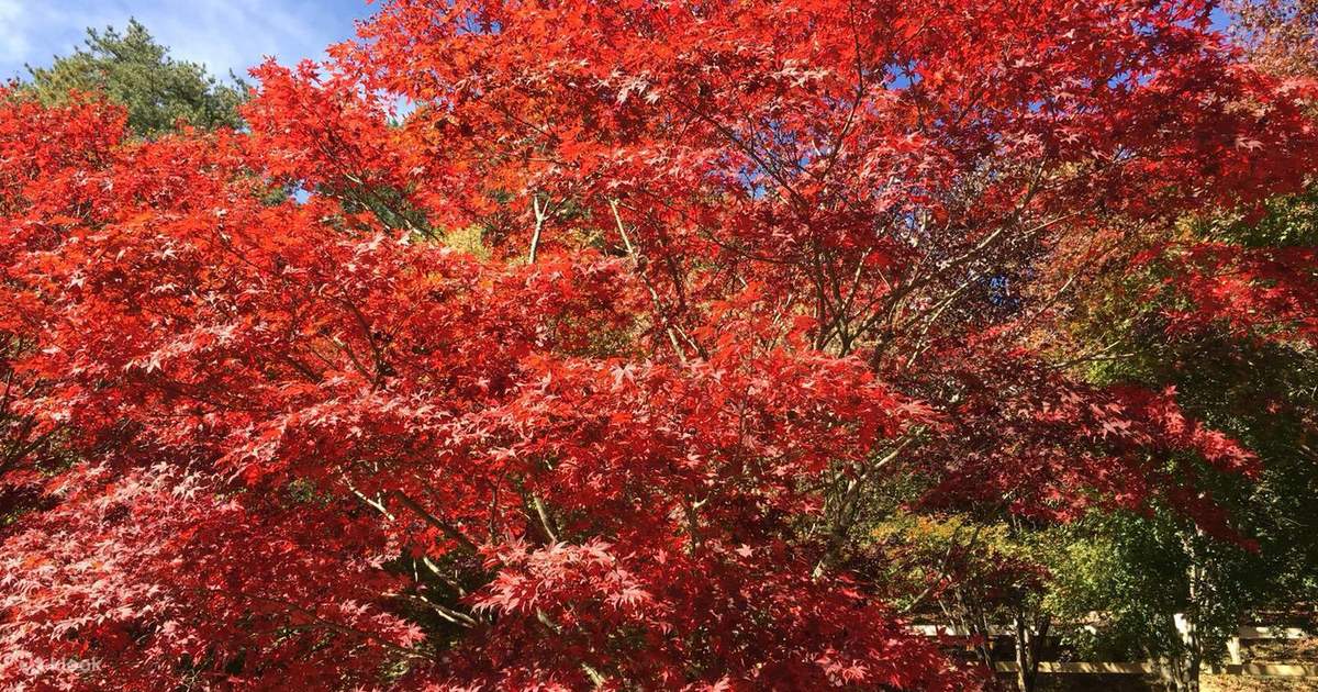 Pamamasyal sa Araw sa Nantou Aowanda para Makita ang mga Maple & Tribo ...
