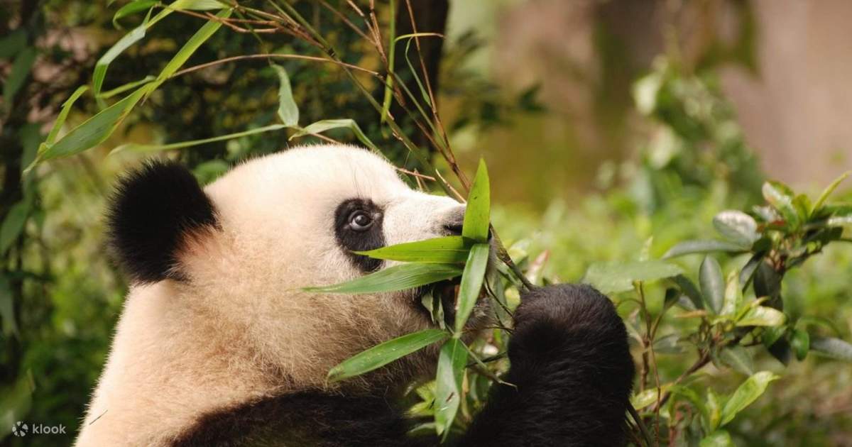 Chengdu Panda Base + Leshan Giant Buddha One-Day Guided Tour (English ...