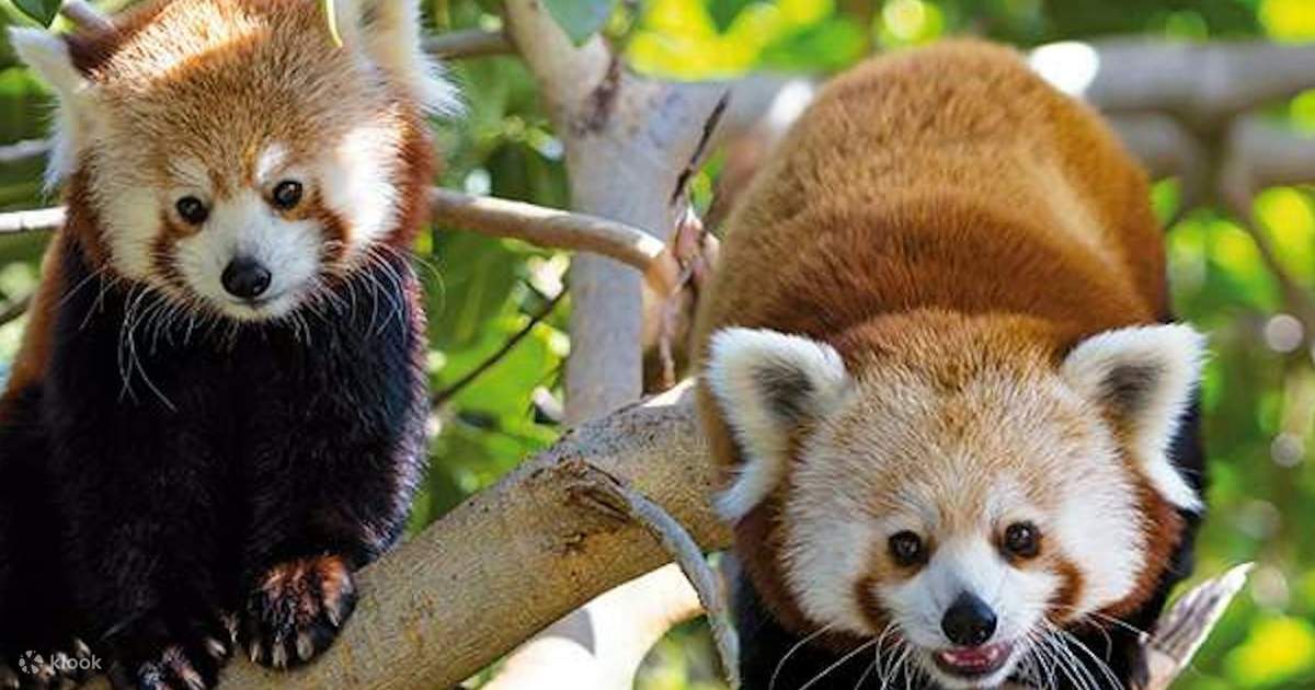Loro Parque ticket with transfer in Tenerife - Klook Australia