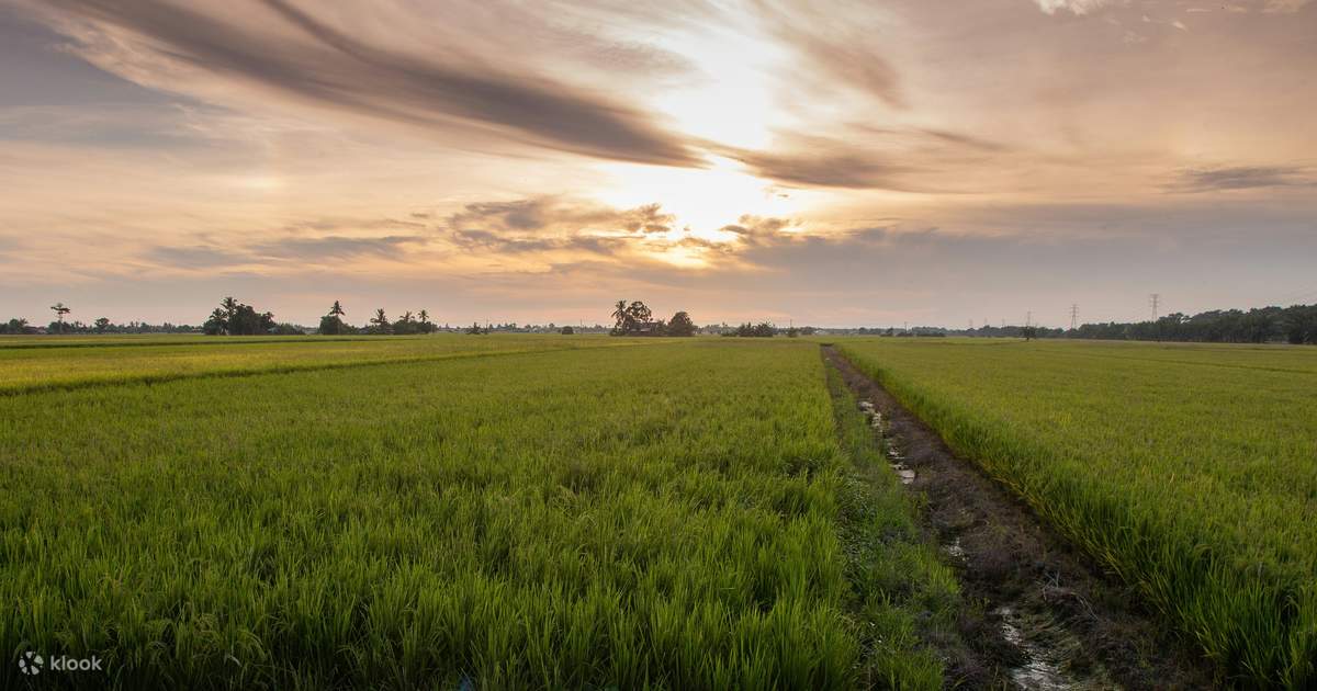 Sekinchan Paddy Fields Full-Day Small Group Experience - Klook Philippines