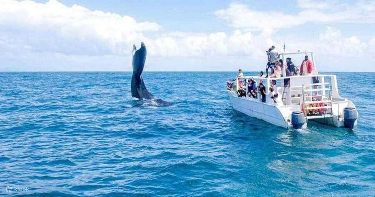 Wonders of Whales and Island Escape: An Adventure in Samaná - Klook ...