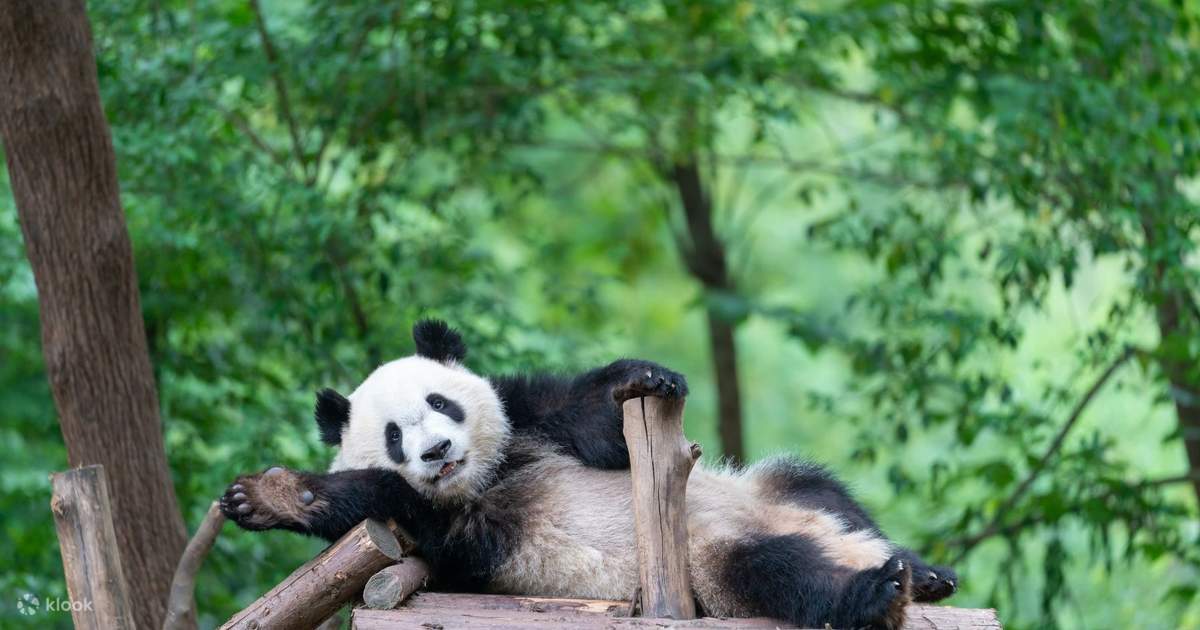 Chengdu Research Base of Giant Panda Breeding Half-Day Tour + Bilingual ...