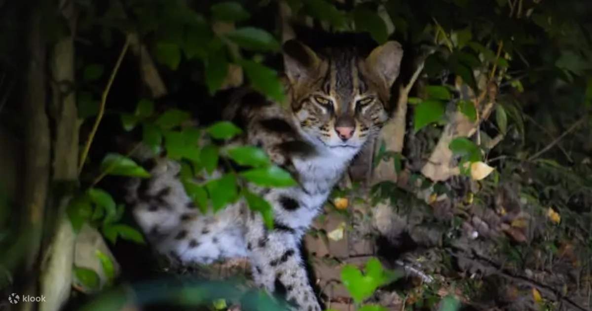 Sigiriya Night Safari, Fireflies & Wildlife Private Tour - Klook