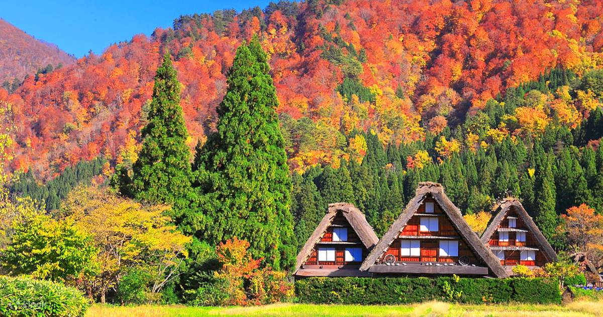 Gifu: Tour di un giorno Hida Takayama & Shirakawa-go Gassho Village per ...