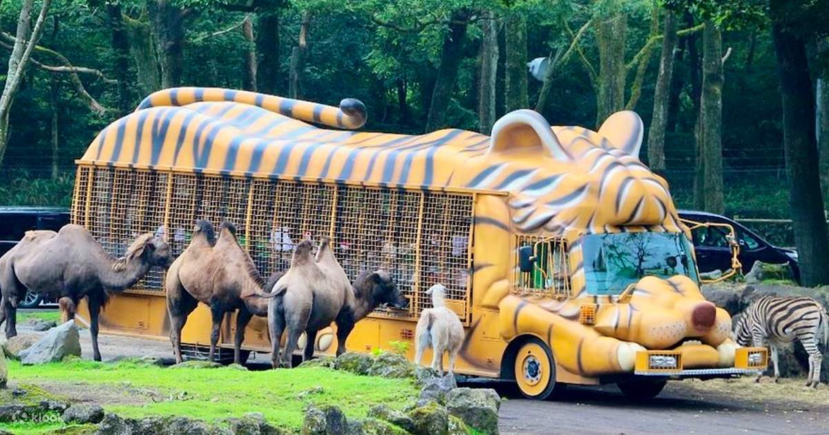 [Must-Do for Families] Fuji Safari Park × Oshino Hakkai × Oishi Park ...