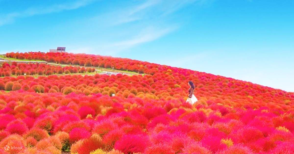 Ibaraki Coastal Flower Scenery Tour - Oarai Isosaki Shrine Torii ...