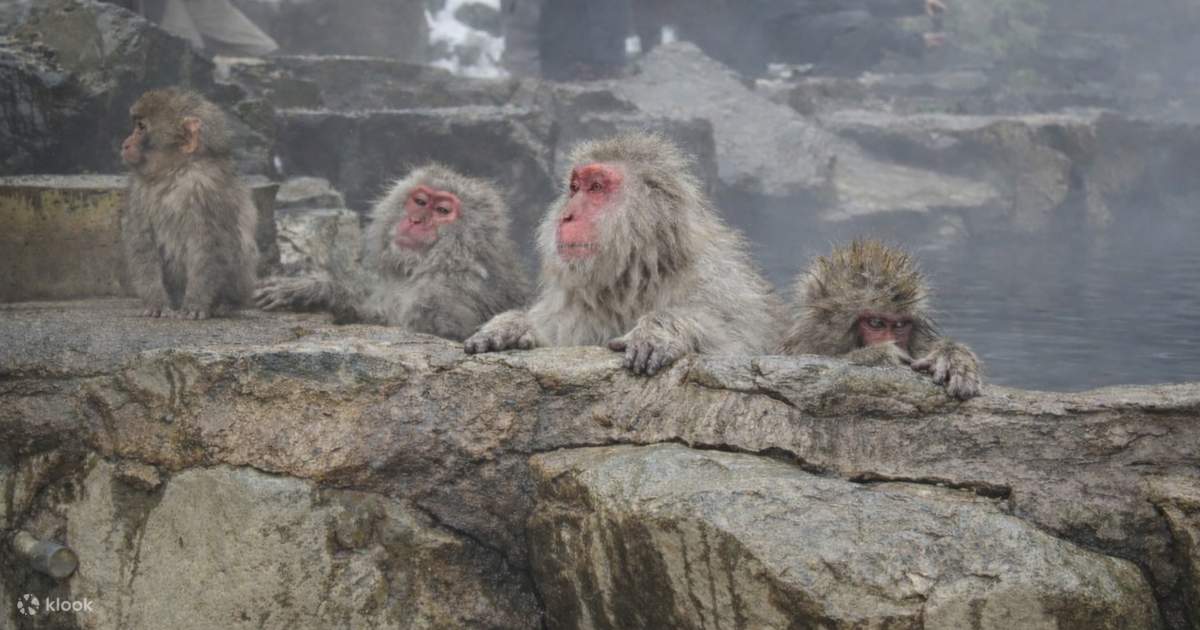 Tokyo Zenko-ji Temple & Jigokudani Monkey Park Full-Day Private Tour ...